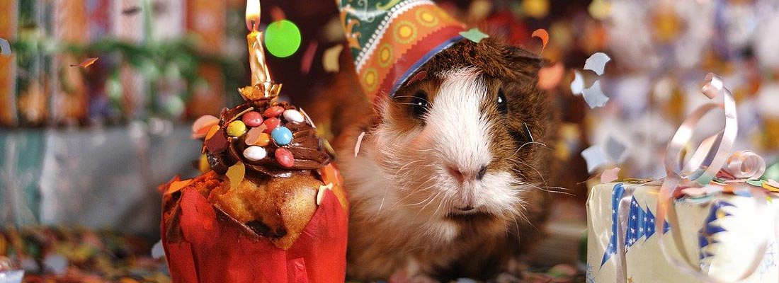 Roditori e Piccoli animali - Animali Domestici - Prodotti